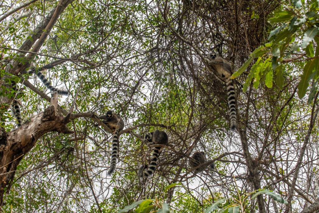 Our Epic 2-Week Madagascar Road Trip Adventure (Full Cost Breakdown)